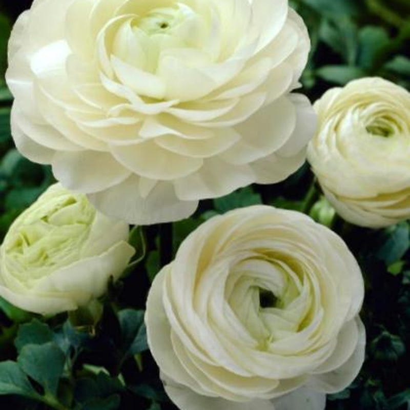 White Ranunculus - Etsy