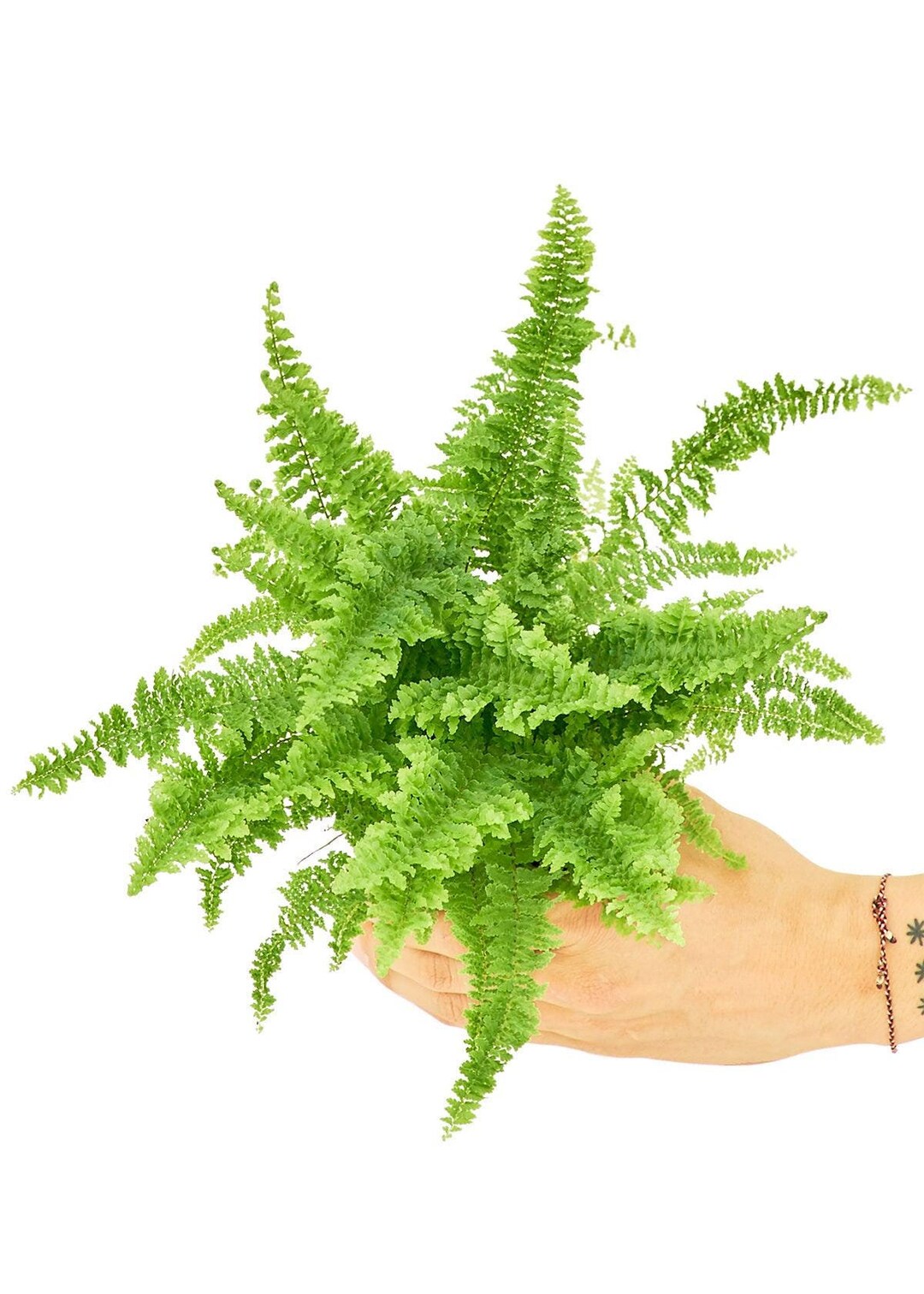 Boston Fern 4" Pot - Nephrolepis Exaltata, Sword Fern, Tuber Ladder ...