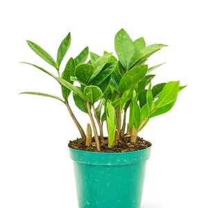 Zanzibar Gem Plant, 4 Pot ZZ Plant, Zamioculcas Zamiifolia, Zuzu Plant ...