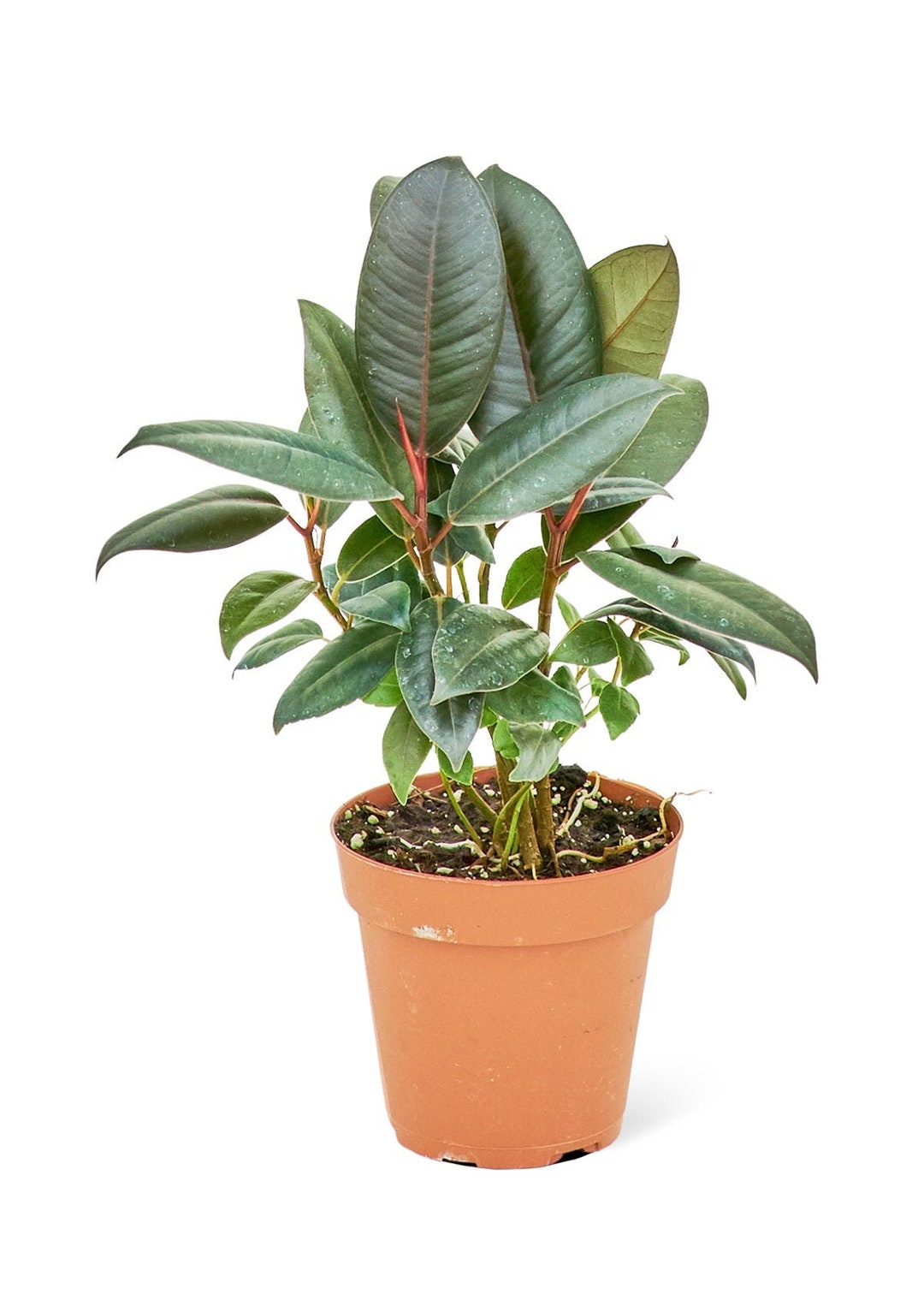 Black Prince, 4 Pot Rubber Tree 'burgundy', Burgundy Ficus, Indian ...