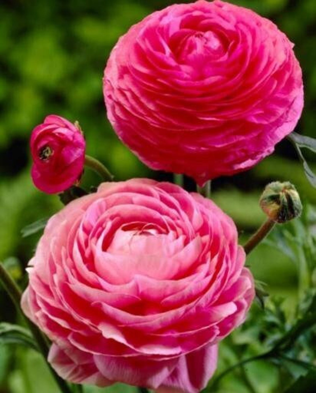 Pack of 20 - Aviv 'pink', Ranunculus - Persian Buttercup - Size 7+ - Etsy
