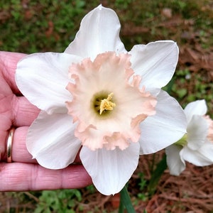 Pack of 20 - All Season Spring Flower Mix - Daffodils, Muscari, Crocus ...