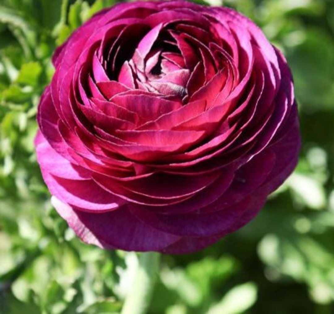 Pack of 10, Large Bloom Variety, 'merlot' Tecolote Ranunculus - Persian ...