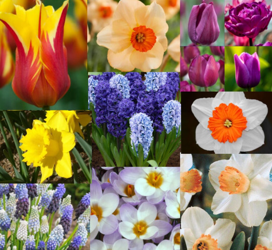 Pack of 20 - All Season Spring Flower Mix - Daffodils, Muscari, Crocus ...
