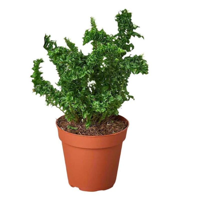 Fern 'emina' - Home and Garden Houseplant - Etsy
