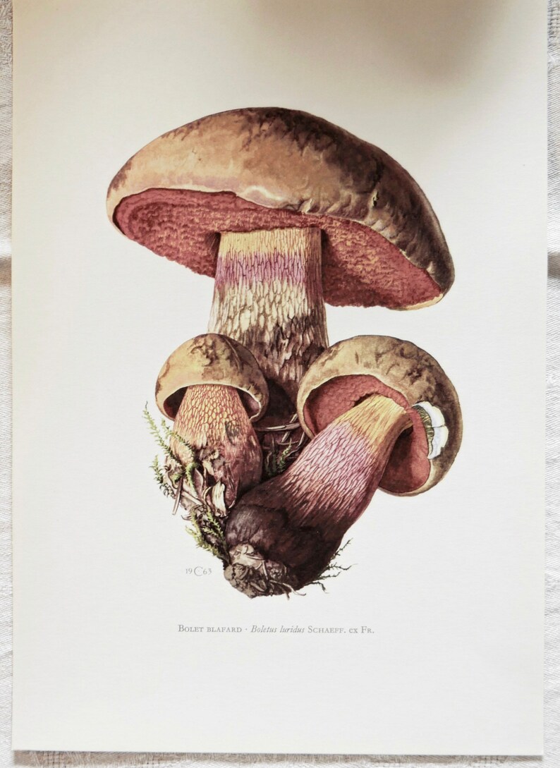 1962 Original Mushroom Board. Mycology. Bolet Blafard. - Etsy