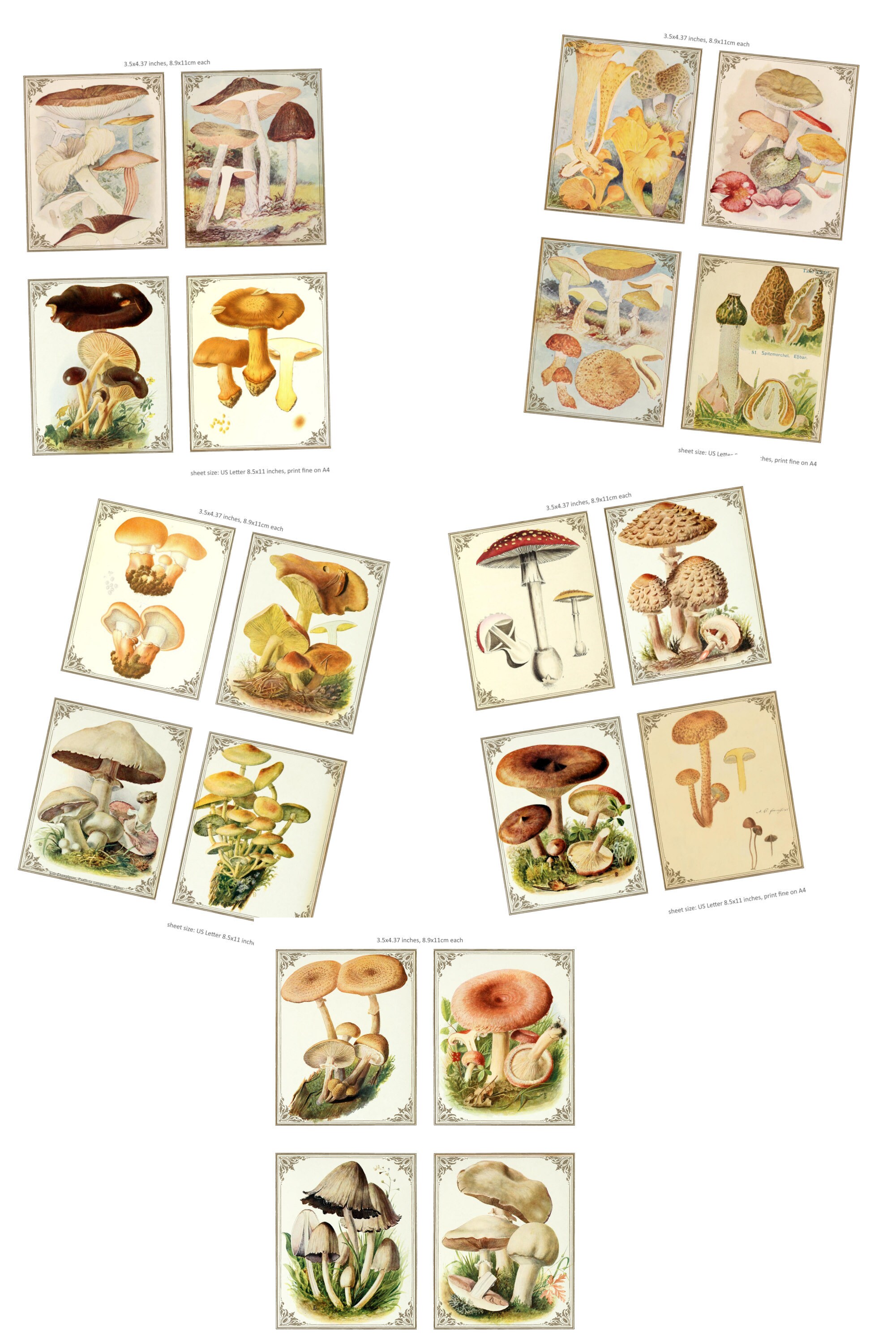 Victorian Cards, Vintage Cards With Fungi, Fungi Collection, Fungi ...