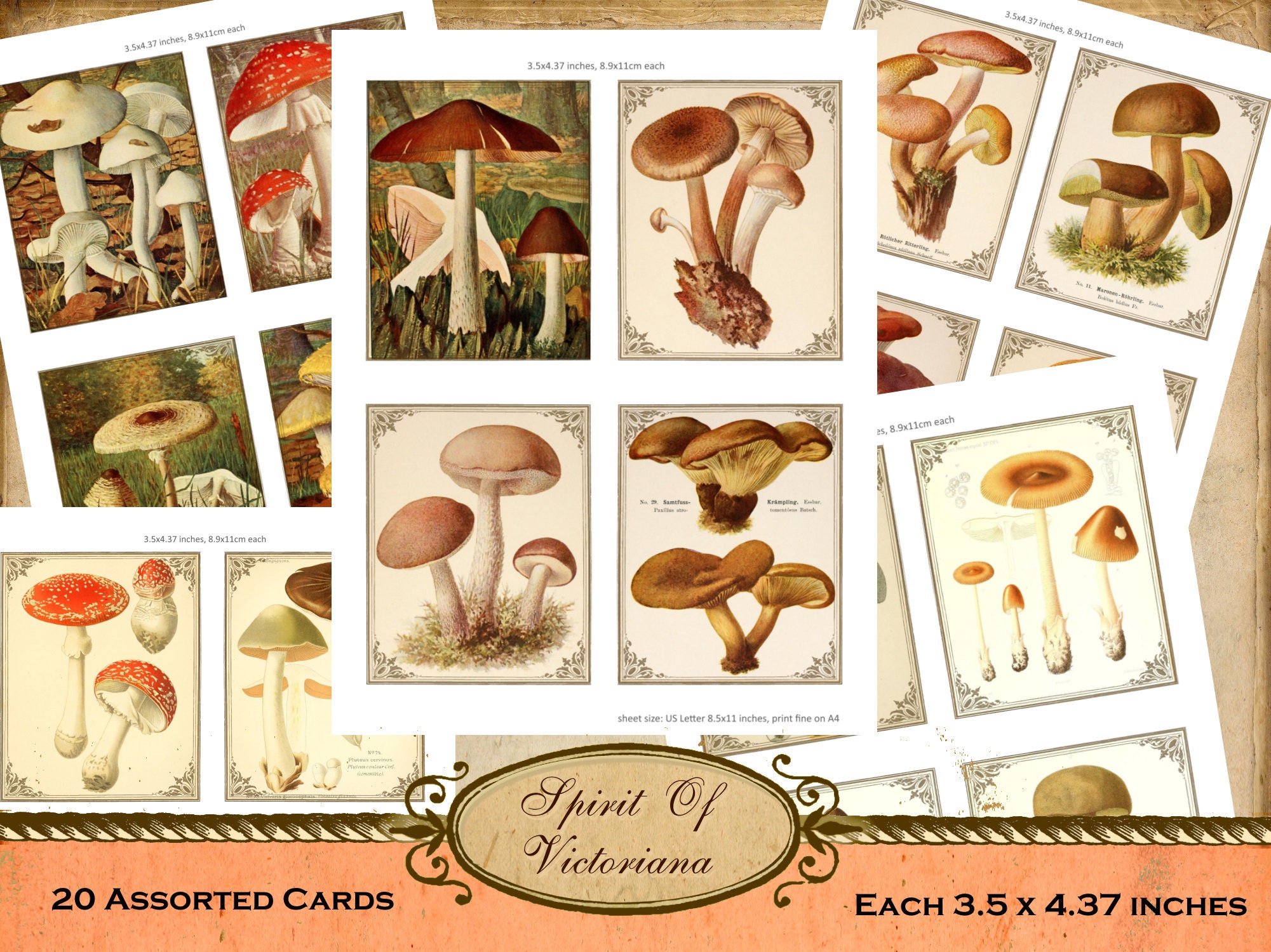 Victorian Cards, Vintage Cards With Fungi, Fungi Collection, Fungi ...