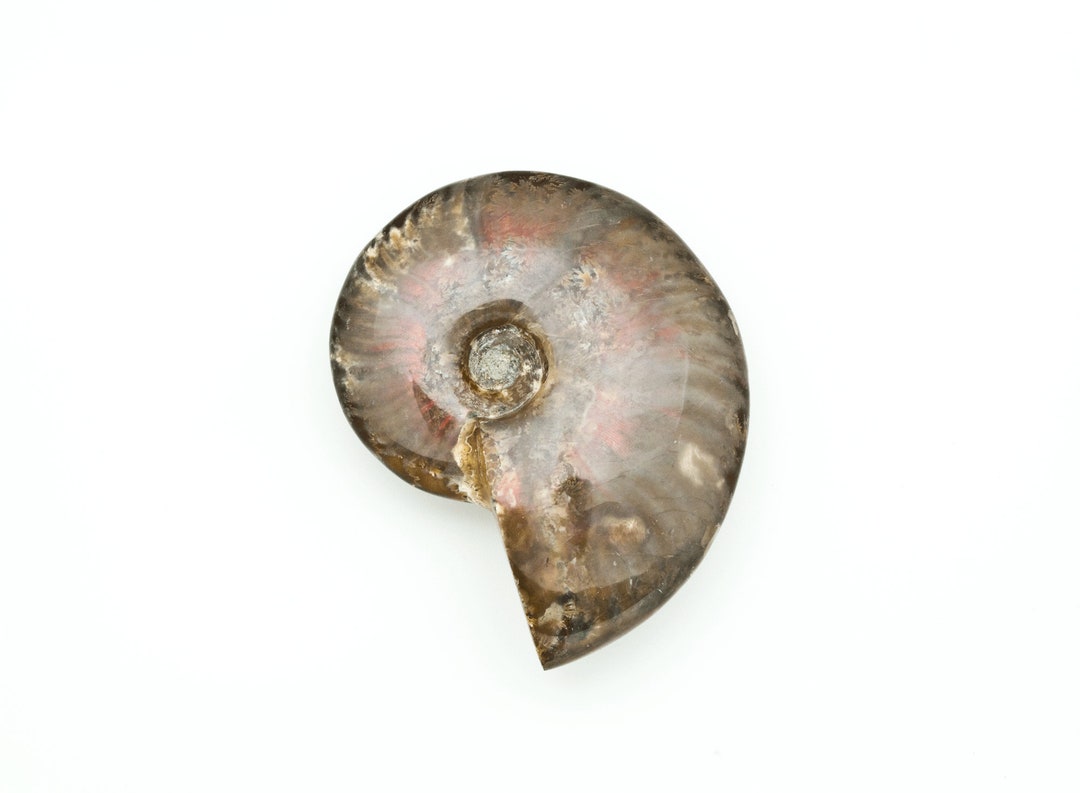 Opalized Red Ammonite Fossil - Etsy