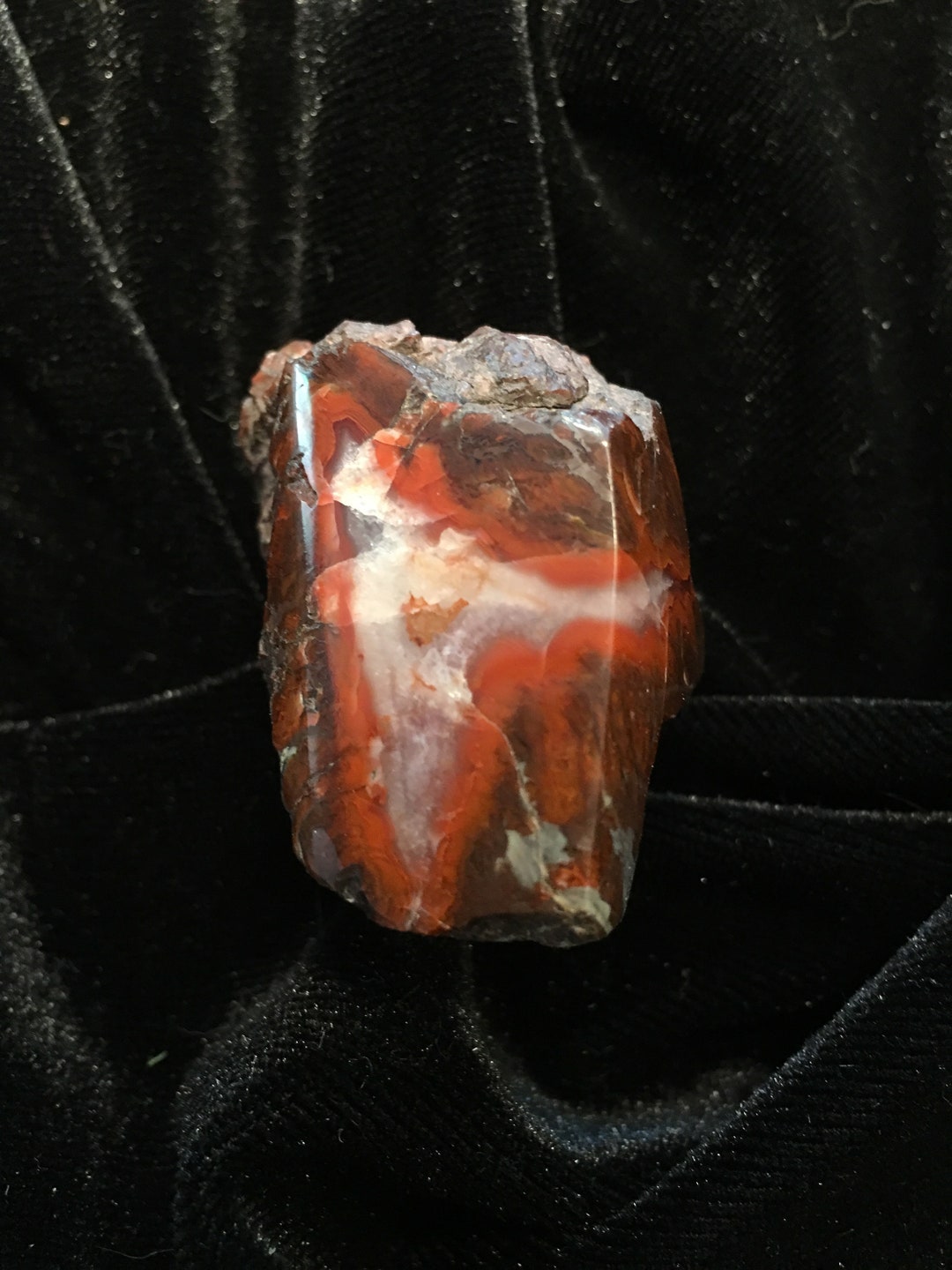 Yellow Cat Petrified Limb Cast - Etsy