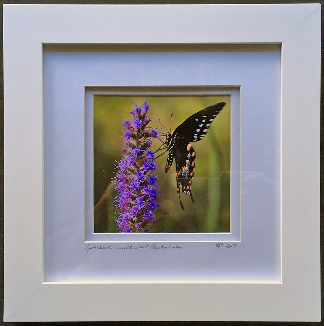 Butterfly Framed Print, 5x5 Image, 10x10 Frame (outside Dimension ...
