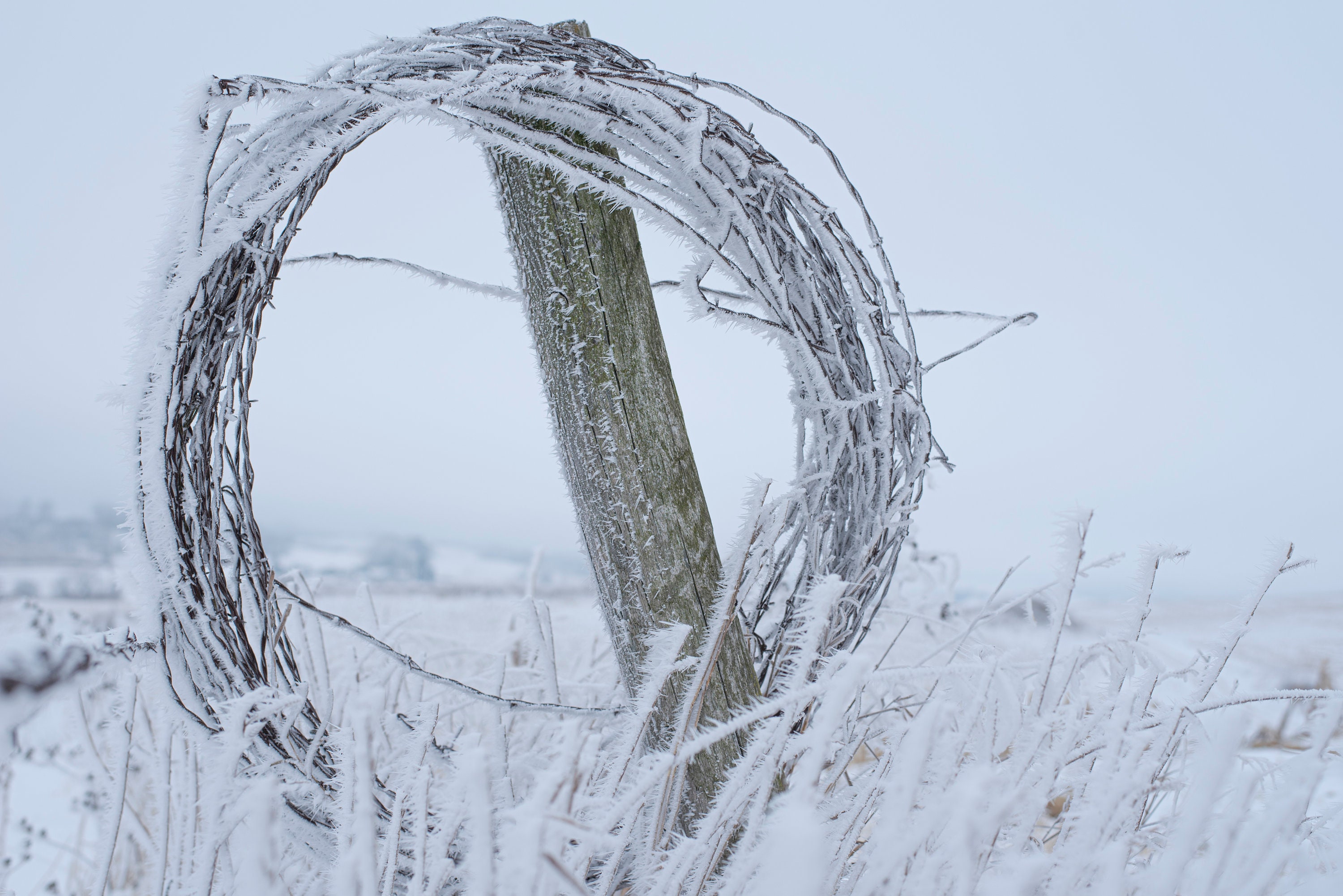 Frosty Barbed Wire Digital Print - Etsy