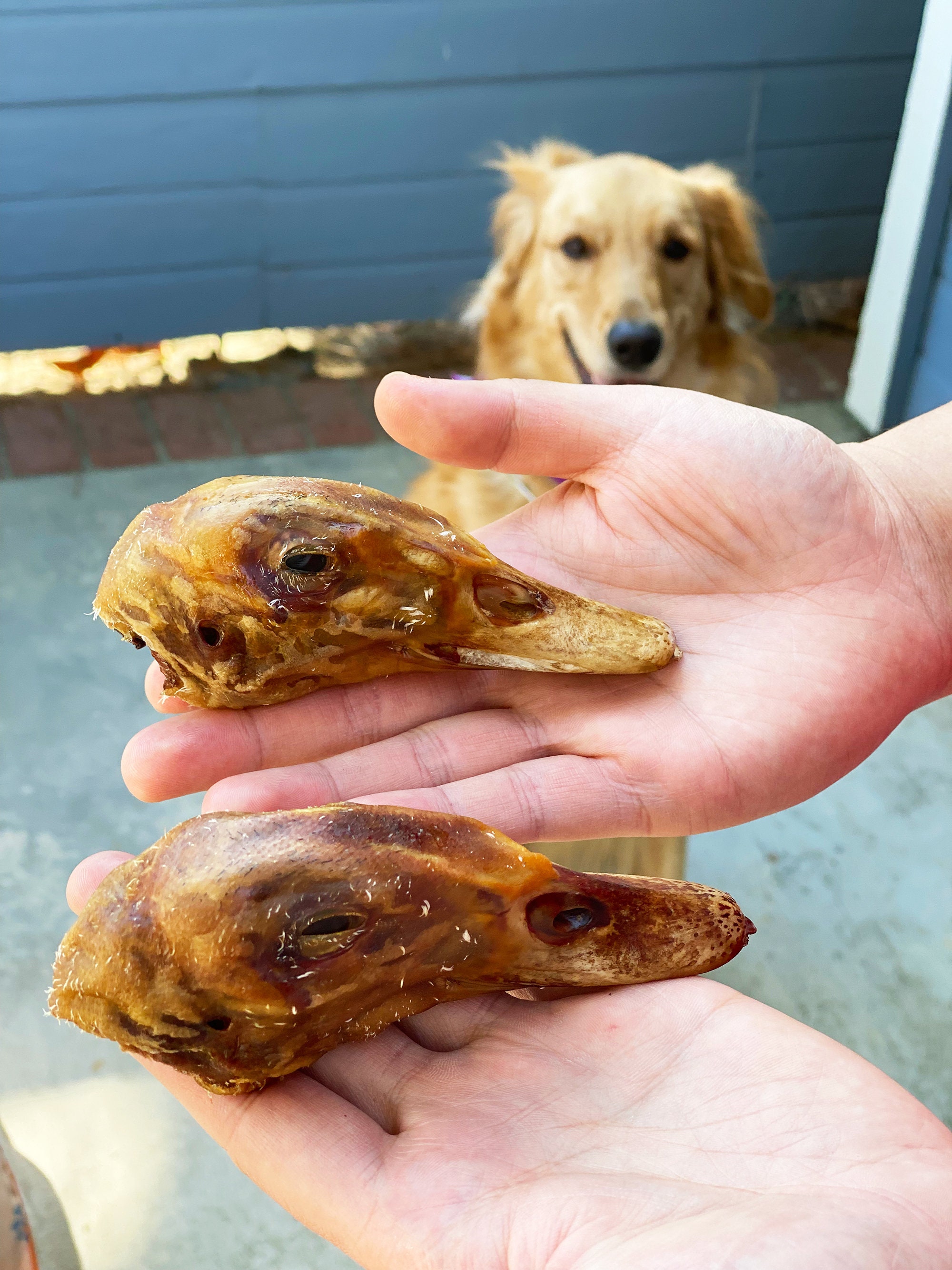 Fried Dog Head