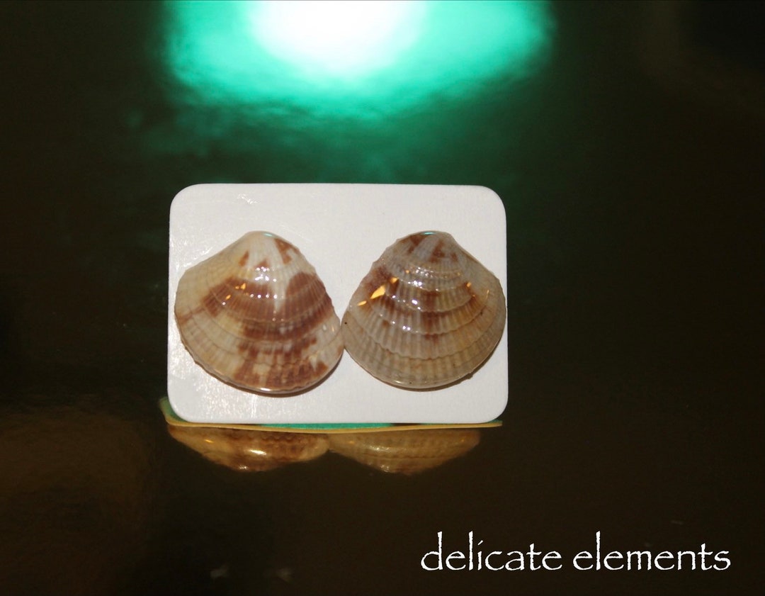 Small Shell Stud Earrings - Etsy