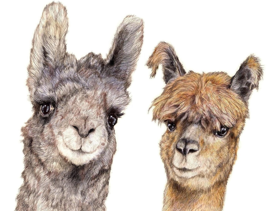Alpaca Illustration by Kevin Wood Produced as a Print on Quality ...