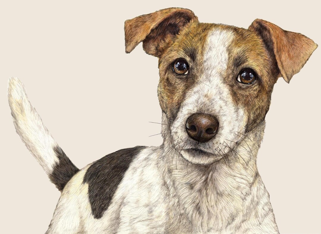 Jack Russell Print by Kevin Wood. in a Signed Antique White Mount ...