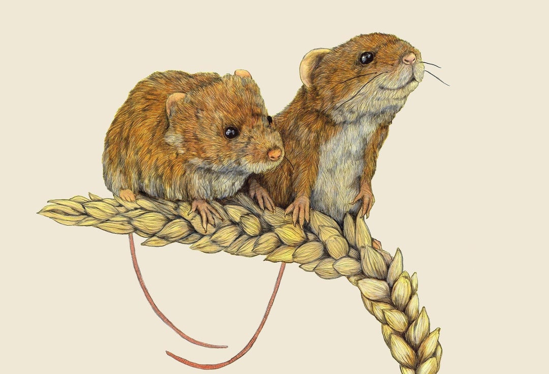 Field Mice Illustration by Kevin Wood Produced as a Print on Quality ...