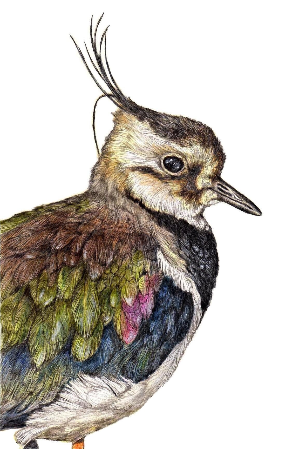Lapwing Illustration by Kevin Wood Produced as a Print on - Etsy