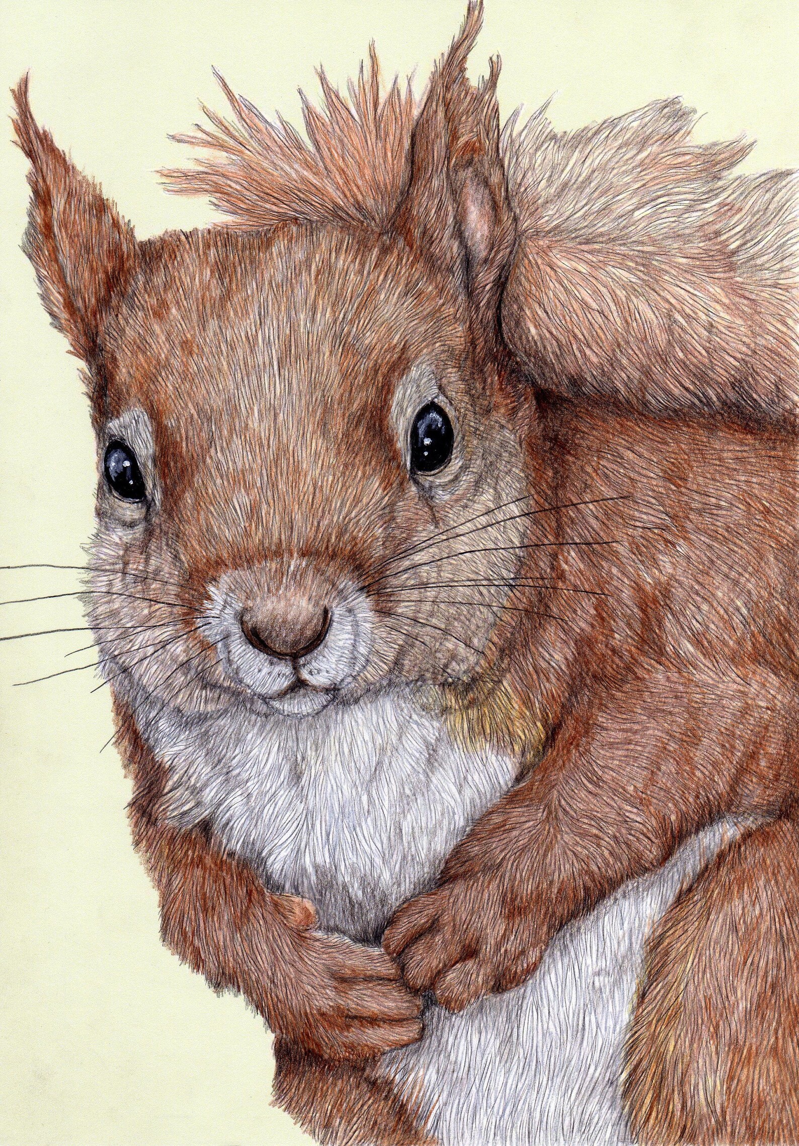 Red Squirrel Illustration by Kevin Wood Produced as a Print on Quality ...