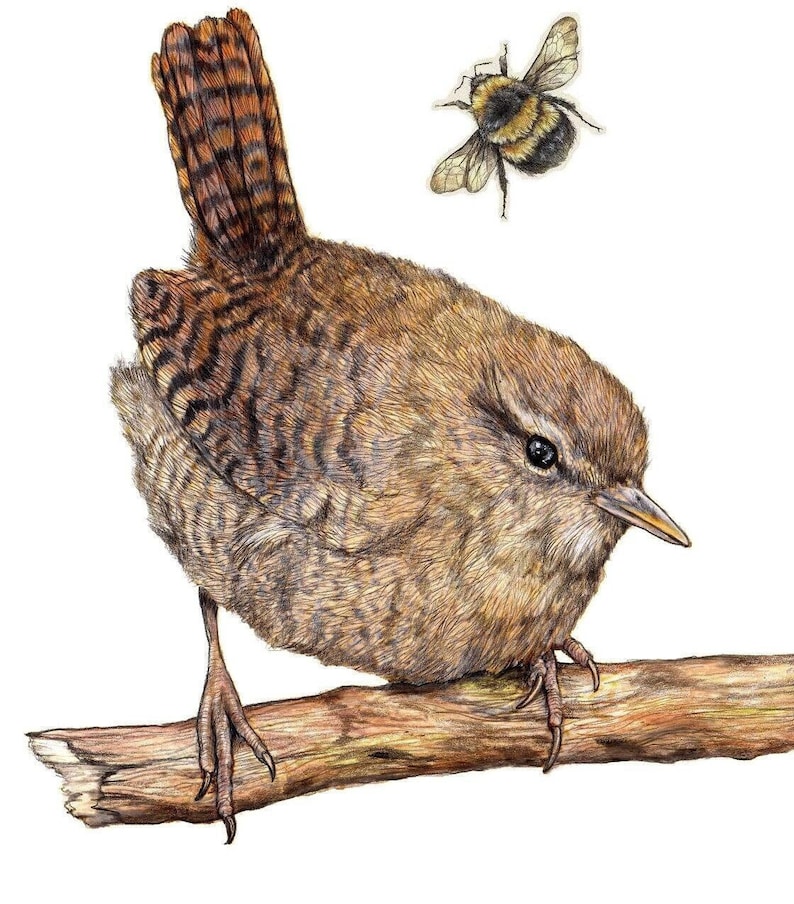 Wren Illustration by Kevin Wood Produced as a Print on Quality Textured ...