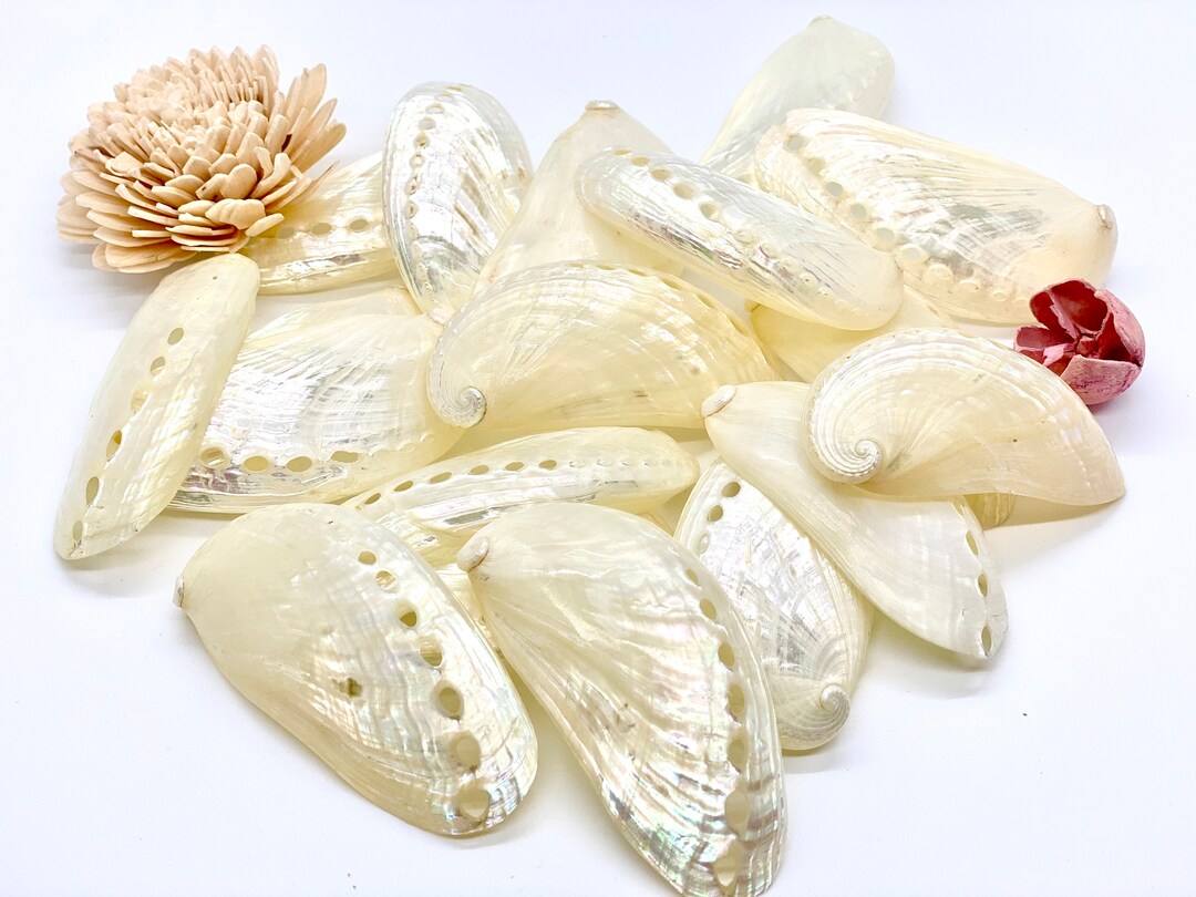 20 Pearl Abalone Shells Pearlized Donkey Ear Abalone Beach Wedding ...