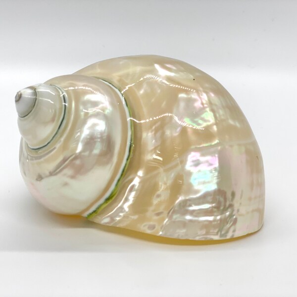 Trochus Shell - Etsy