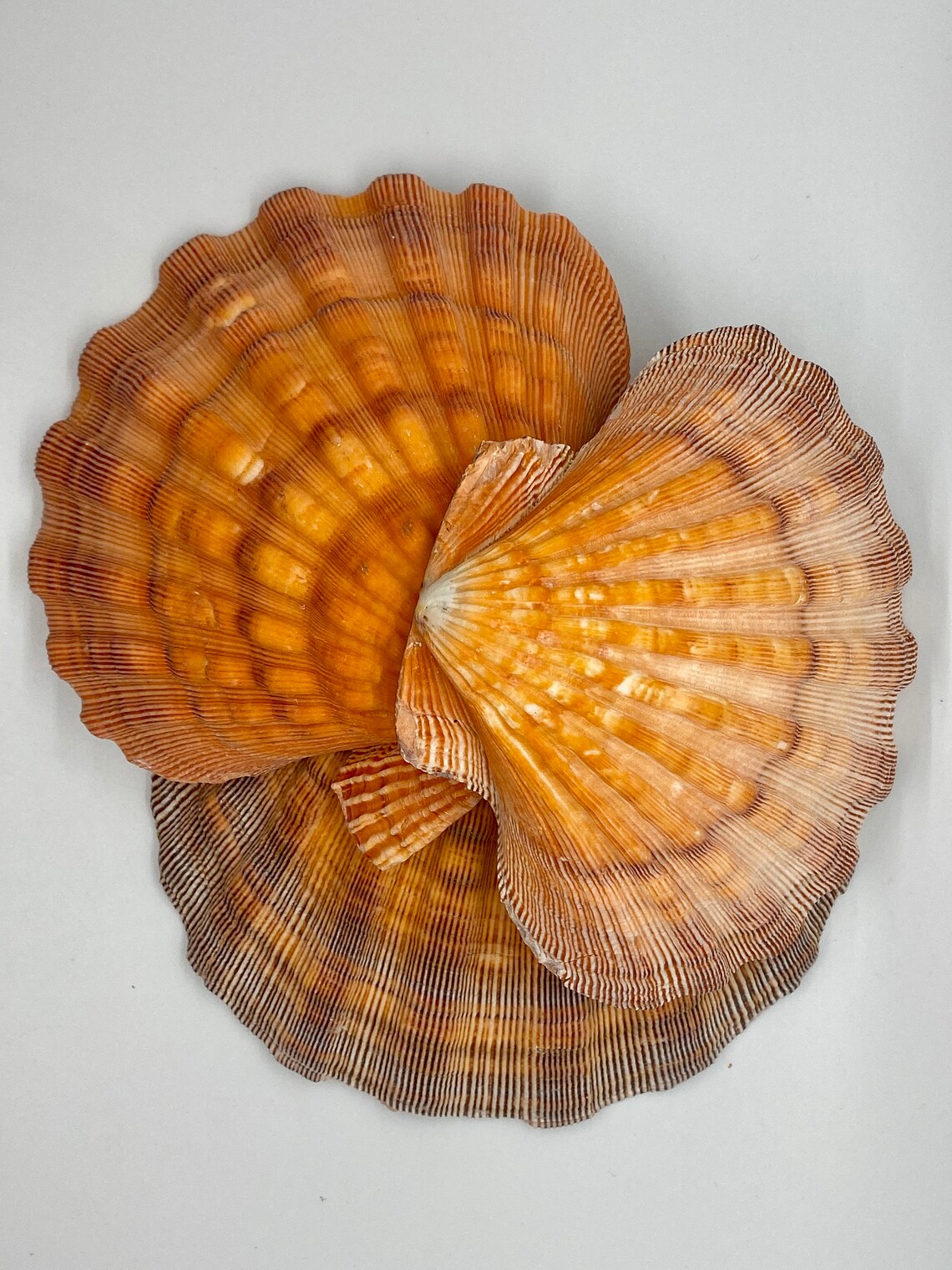 Orange Lions Paw Shell XLarge 5-6 Lyropecten Nodosus | Etsy