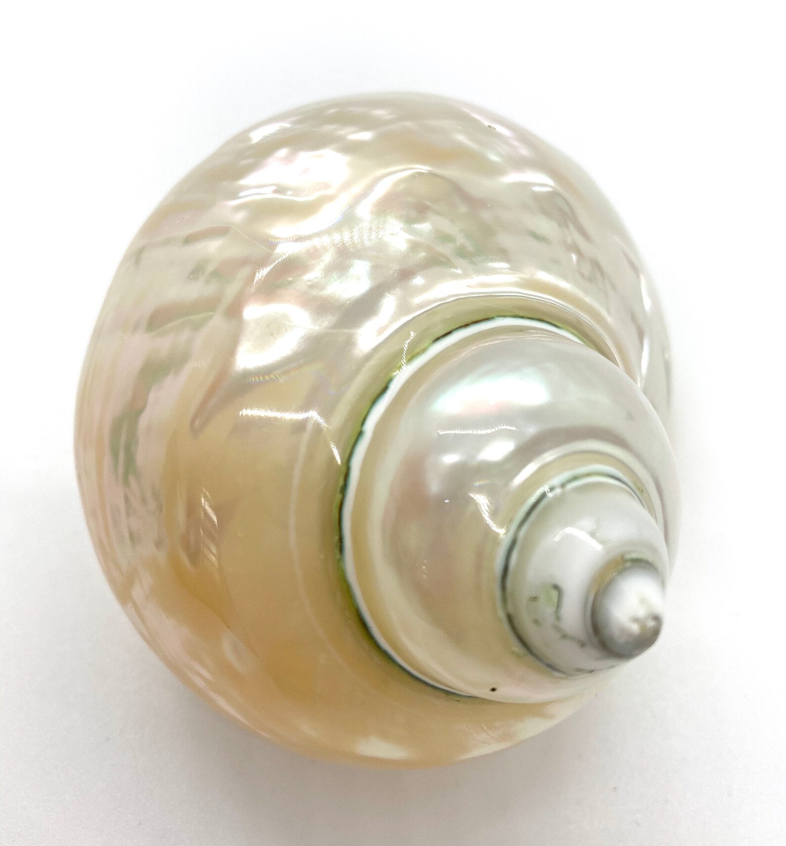 Polished Jade Turbo Shell Large Polished Trochus Polished | Etsy