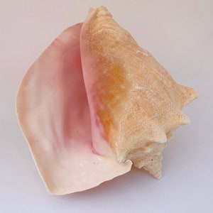 Large Pink Conch Shell Slit Back Queen Conch 89 Pink Bahamian Conch ...