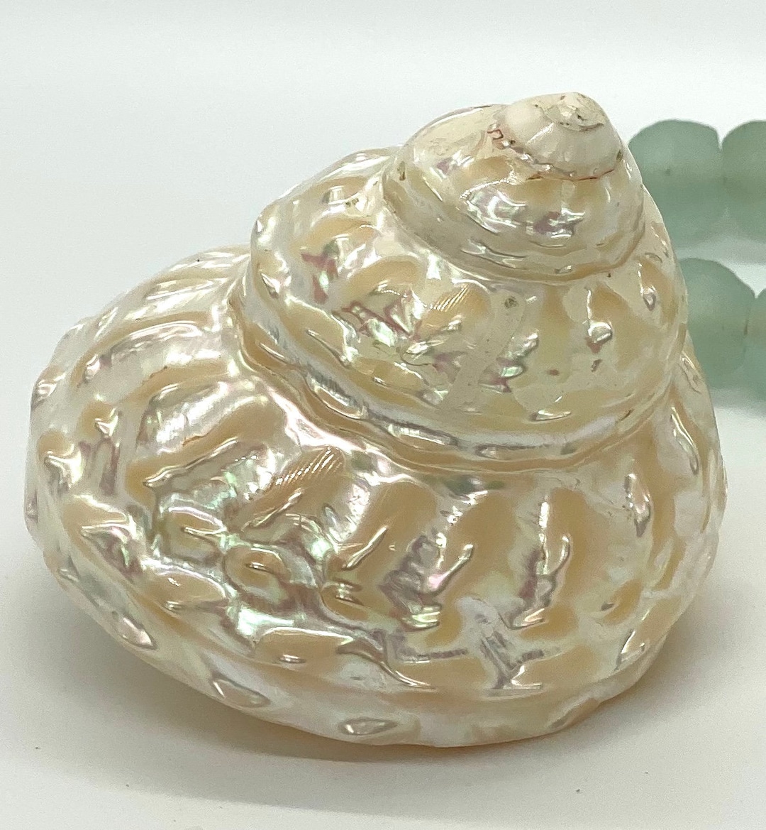 Wavy Top Pearlized Turbo - Astraea Turbanicum - Multiple Sizes - Wavy ...