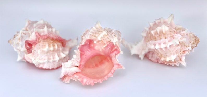 Pink Murex Shell 4-4.5 Pink-mouth Murex Pink Shells - Etsy