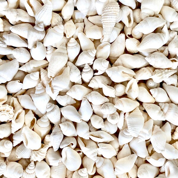 Tiny White Shells - Etsy