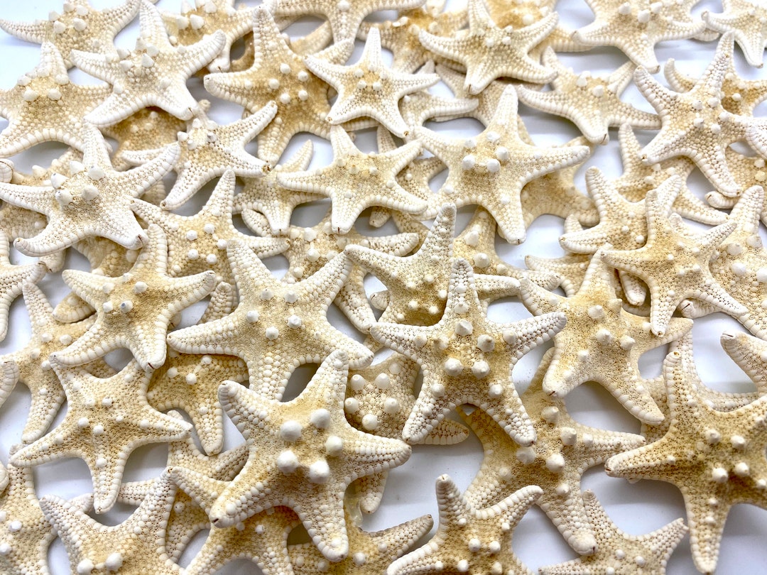 Small Knobby Starfish 2-3 Armoured Starfish Wedding Decor Coastal Decor ...