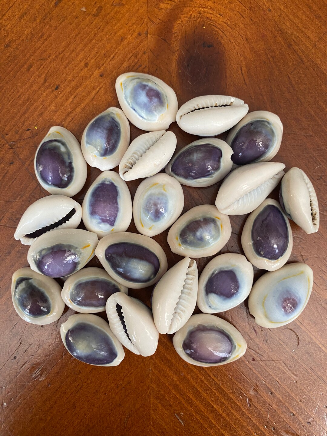 Purple Cowrie Seashells (12 Pcs), Small Purple Shells, Beach Decor ...