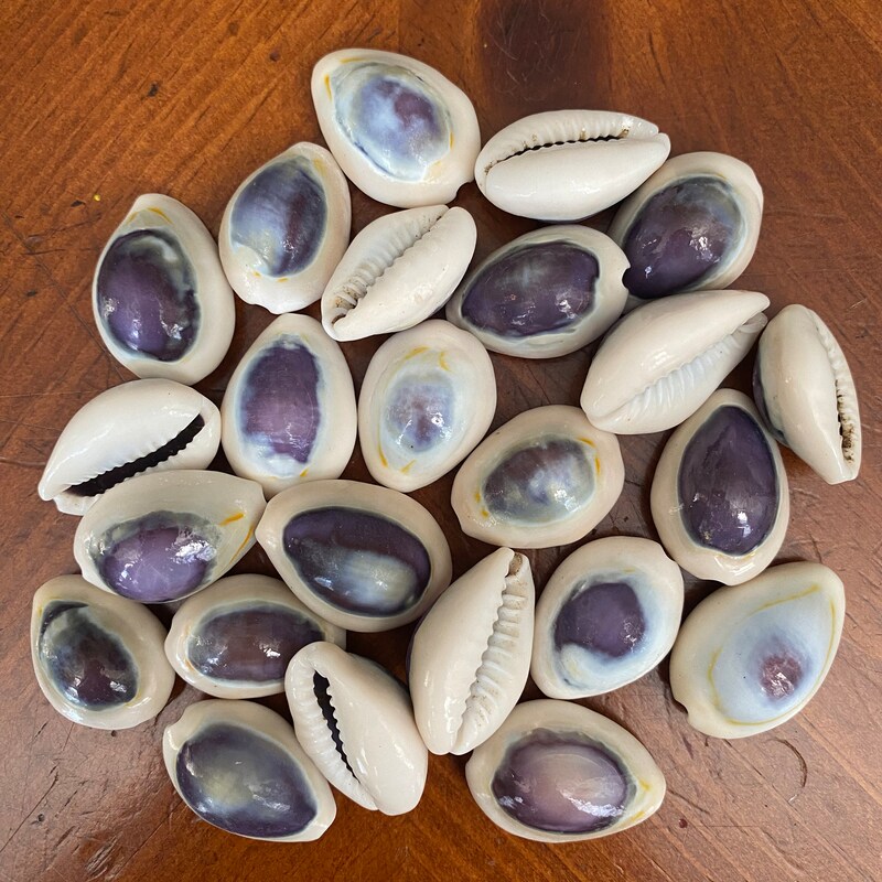 Cowrie Shells - Etsy