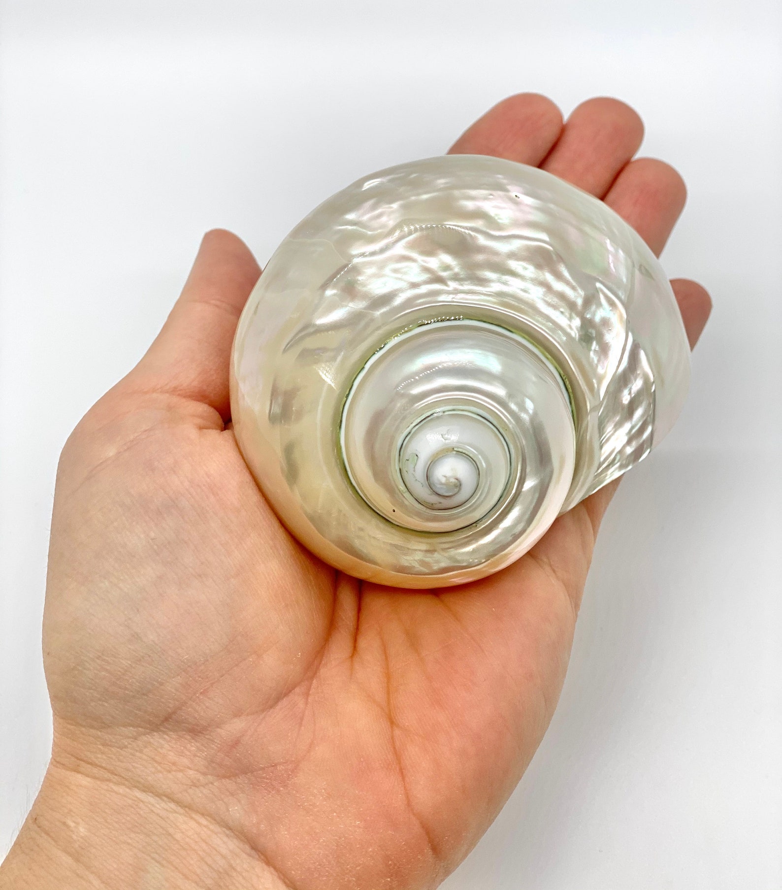 Polished Jade Turbo Shell Large Polished Trochus Polished | Etsy