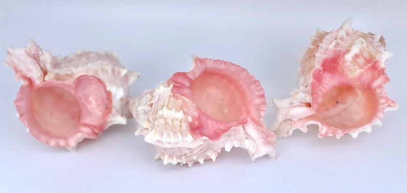 Pink Murex Shell 4-4.5 Pink-mouth Murex Pink Shells - Etsy