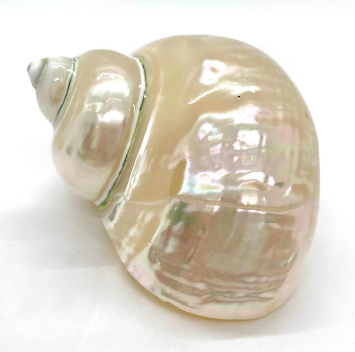 Polished Jade Turbo Shell Large Polished Trochus Polished - Etsy