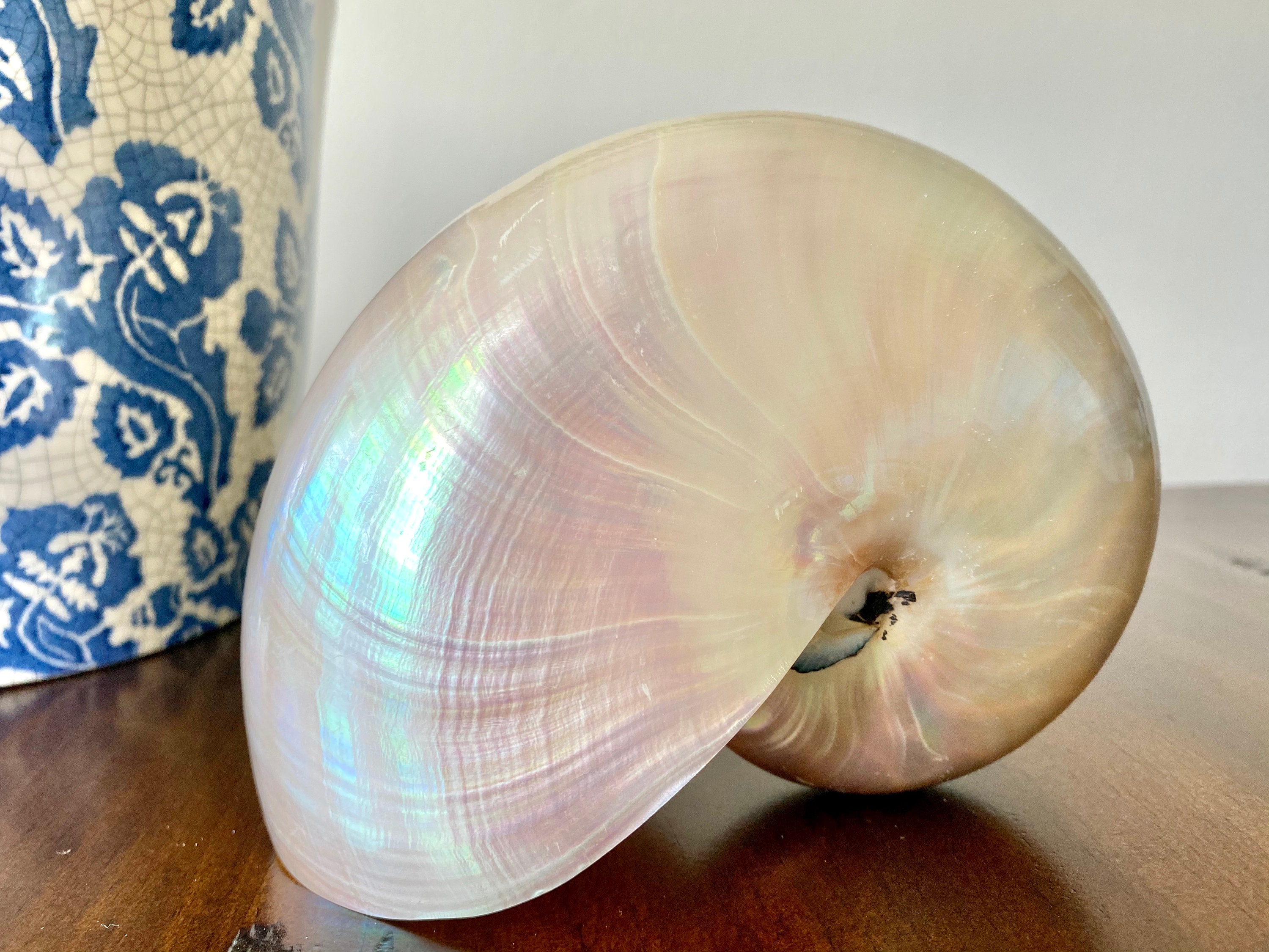 Nautilus Shell On Beach