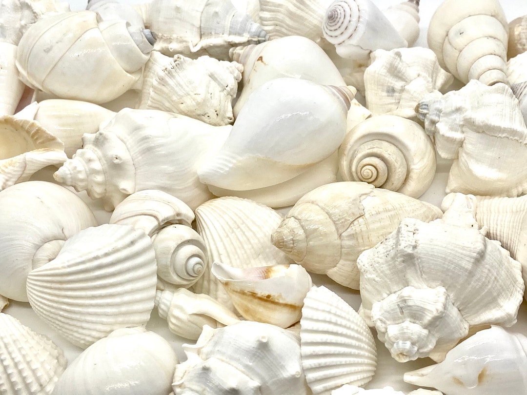 White Seashell Mix Wedding Shells White Sea Shells Mixed Shells ...