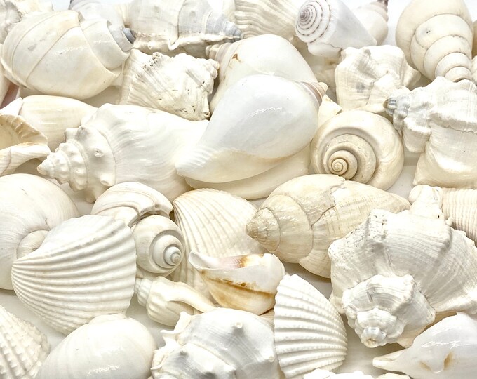 White Seashell Mix - Wedding Shells - White Sea Shells - Mixed Shells ...