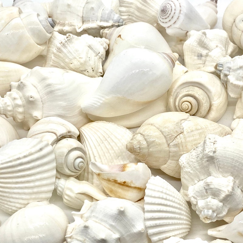 Seashell Vase - Etsy