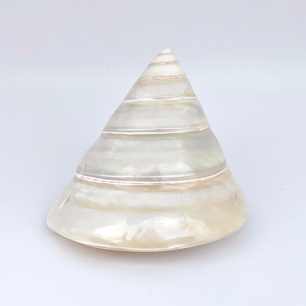Trochus Shell - Etsy