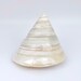 Polished Jade Turbo Shell Large Polished Trochus Polished White Shell ...