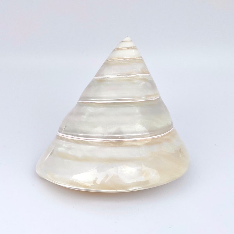 Trochus Shell - Etsy