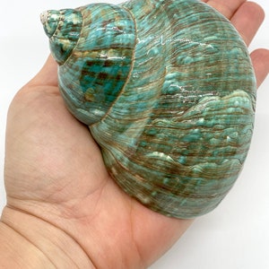 X-large Polished Jade Turbo Shell - 4-4.5” - Green Turbo Seashell ...