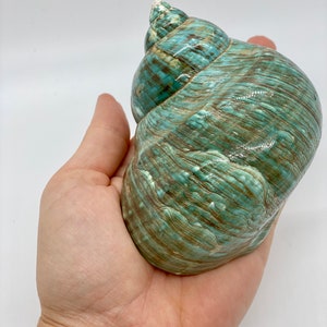 X-large Polished Jade Turbo Shell - 4-4.5” - Green Turbo Seashell ...