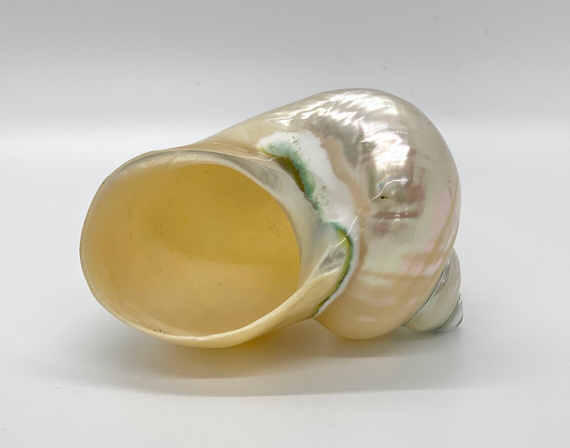 Polished Jade Turbo Shell Large Polished Trochus Polished | Etsy