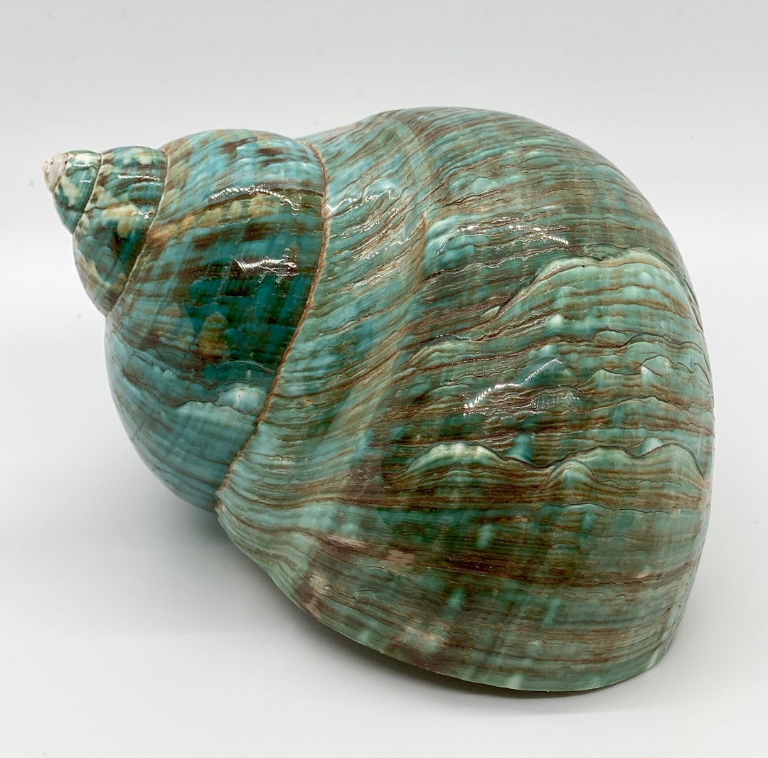 X-large Polished Jade Turbo Shell - 4-4.5” - Green Turbo Seashell ...