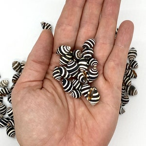 Bumble Bee Shells Bee Hive Shells Engina Mendicaria 1/4 1/2 Black and ...